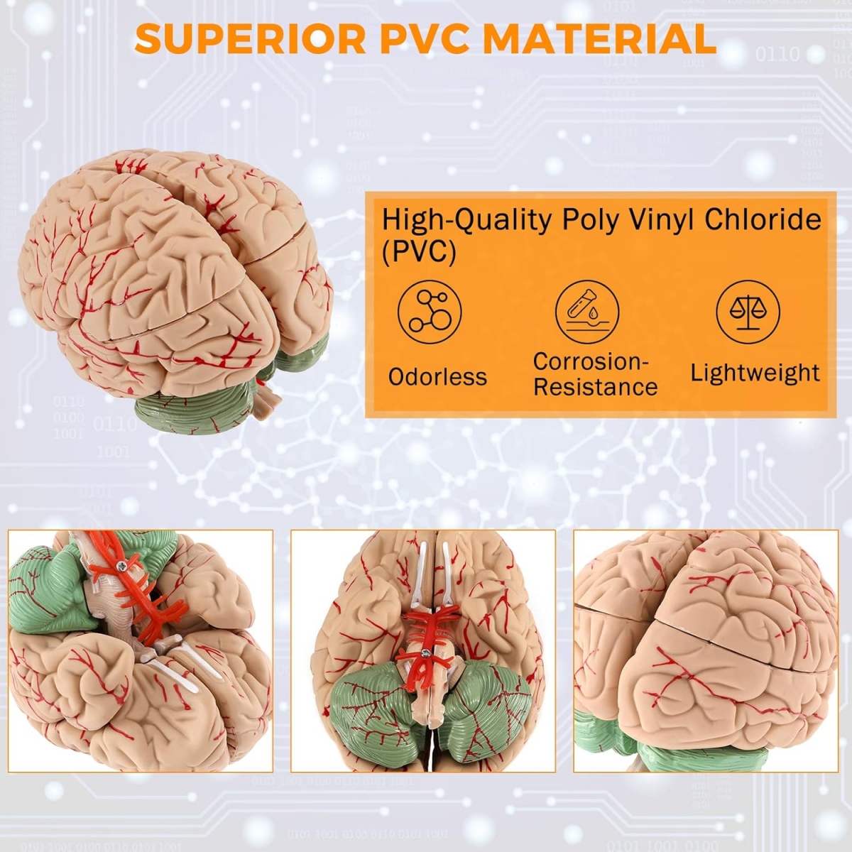 Human Brain Model – Life-Size 8-Part Neuroanatomy | MYASKRO